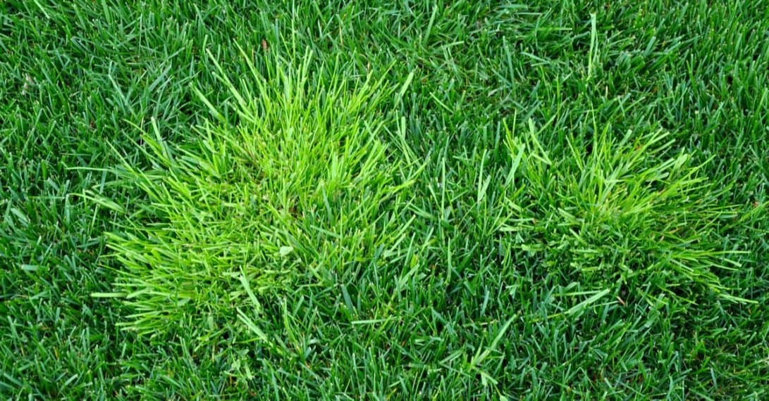 Kentucky 31 Tall Fescue vs. Kentucky bluegrass- What do you need to ...