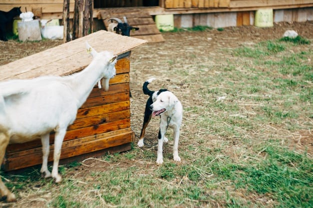 Best Dog House For Your Furry Best Friend + Buyer’s Guide - Trim That Weed