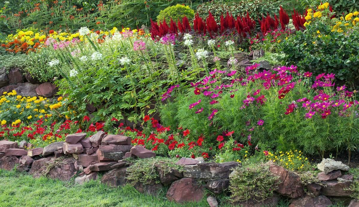 Globe Mallow Plant - A Detailed Overview