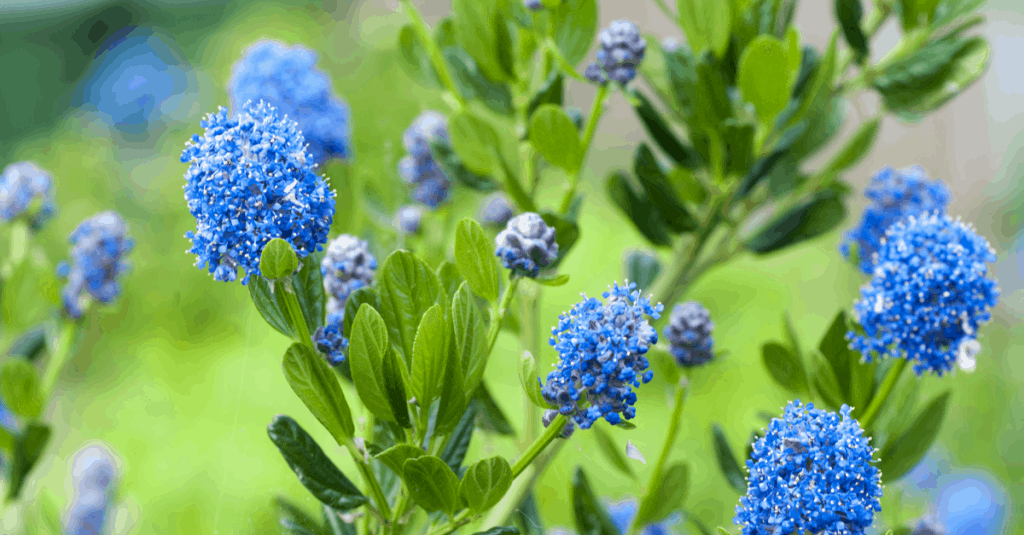 How To Grow Blue Blossom Ceanothus