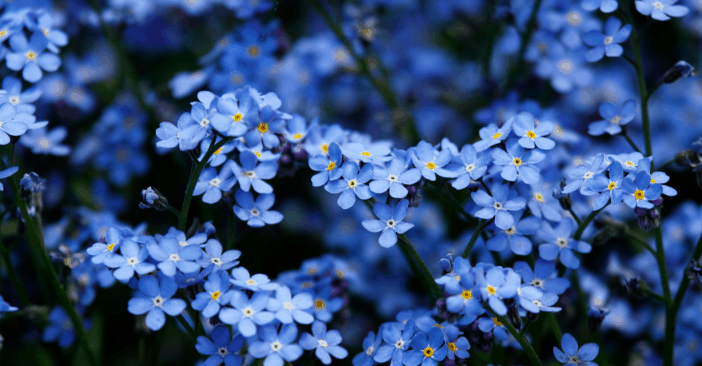 Blue Spring Flower Garden Ideas