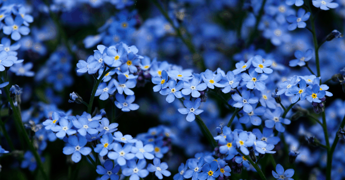 Blue Spring Flower Garden Ideas