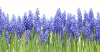 Blue Spring Flower Garden Ideas