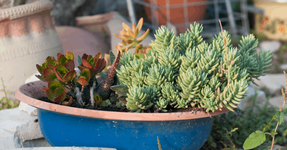 Dish Garden 101: Caring And Creating