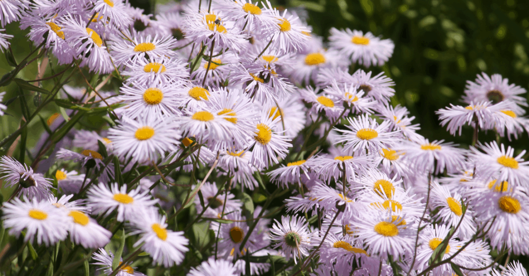 What You Need To Know About Fleabane