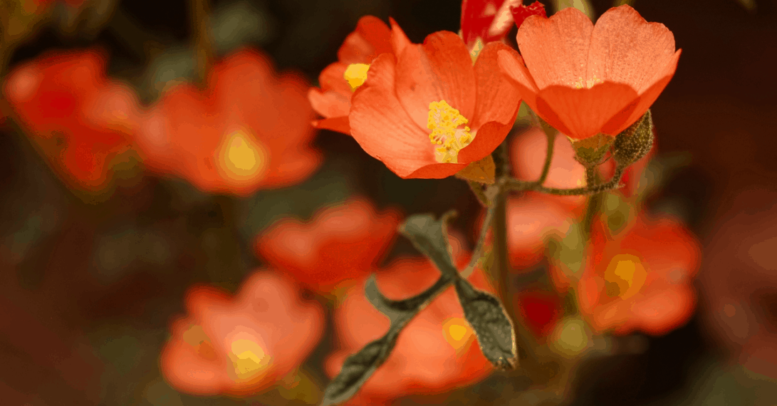 Globe Mallow Plant - A Detailed Overview