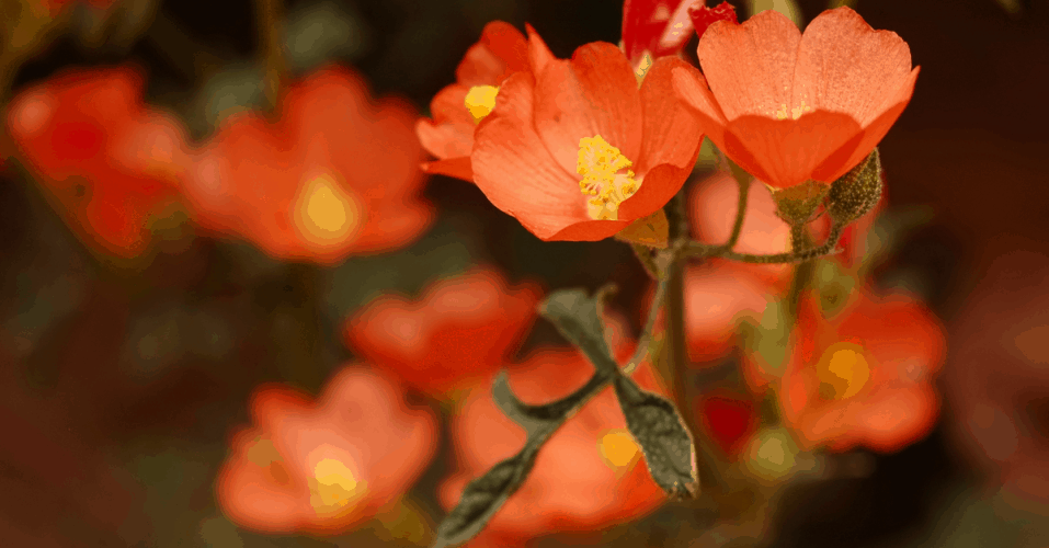 Globe Mallow Plant - A Detailed Overview