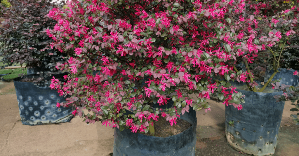 All You Need To Know About Dazzling Razzleberry Shrub