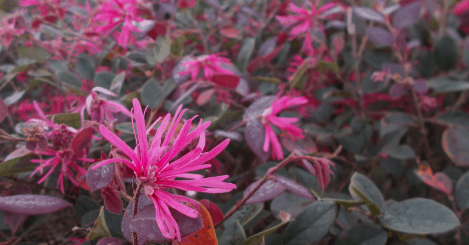 All You Need To Know About Dazzling Razzleberry Shrub