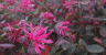 All You Need To Know About Dazzling Razzleberry Shrub