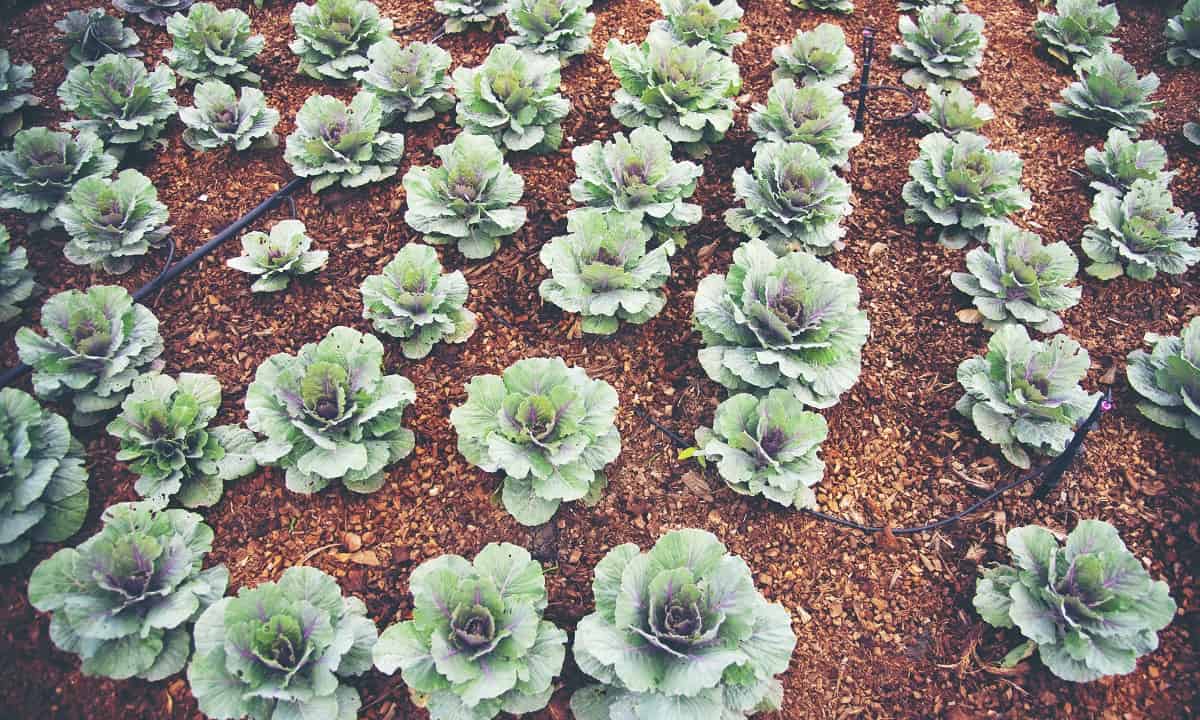 Everything You Need To Know About Raised Row Gardening