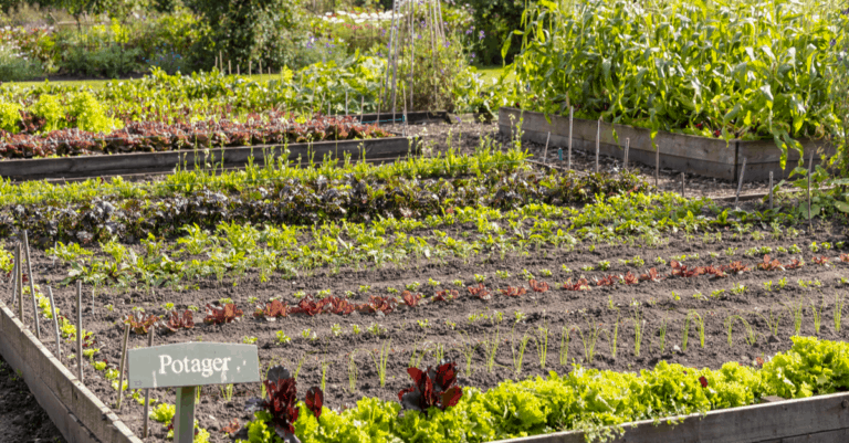 Everything You Need To Know About Raised Row Gardening