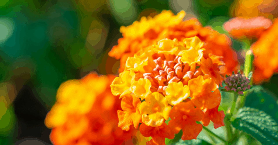9 Spring Blooming Flowers You Should Consider for Spring 2021 - Trim ...