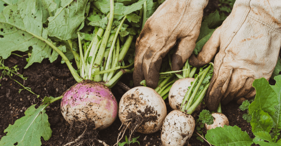 9 Early Spring Vegetables Perfect for Planting This Year - Trim That Weed