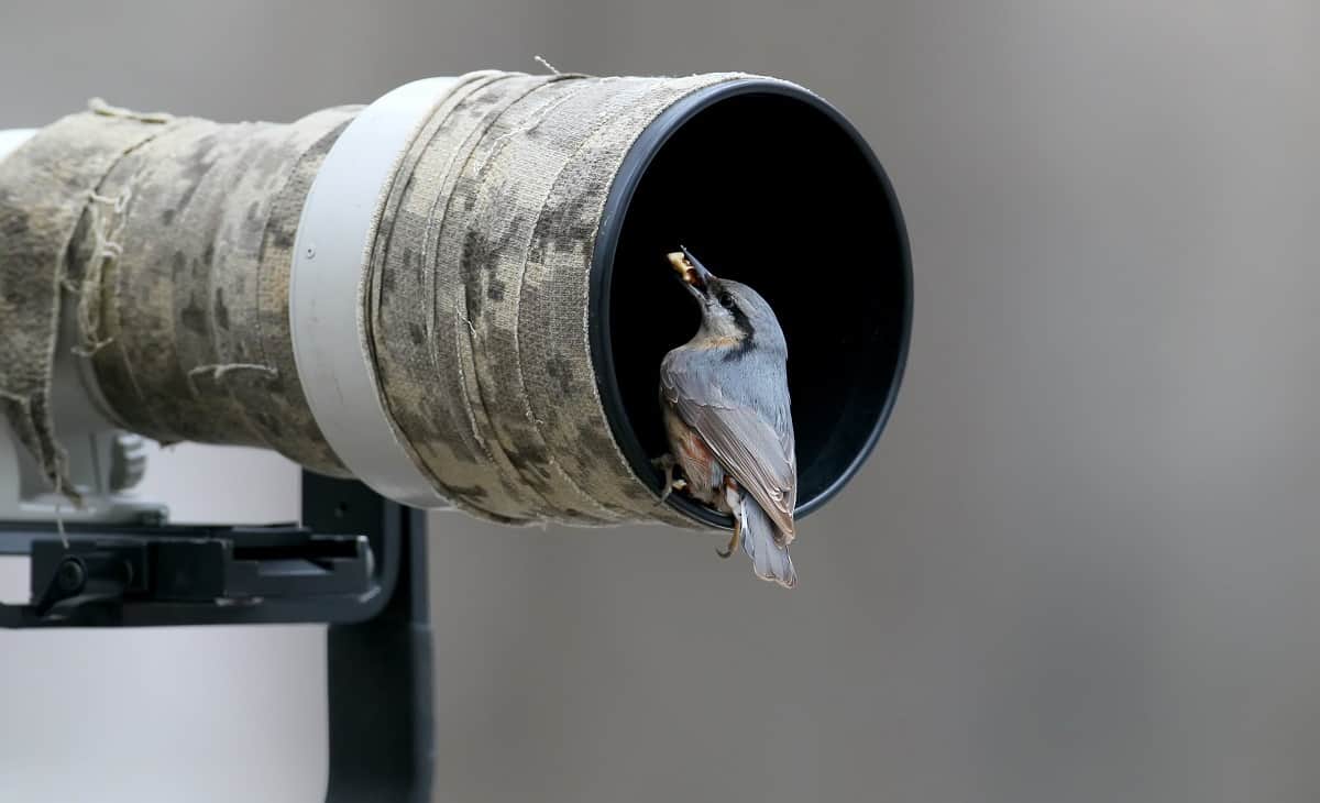 What To Look For In A Birding Camera