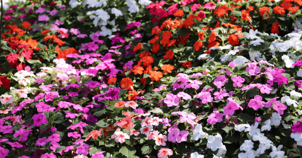 Flowers That Start With The Letter I - Trim That Weed