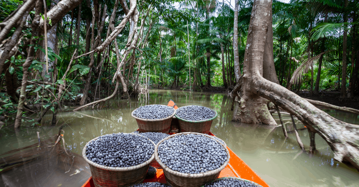Acai: How to Plant, Grow, and Harvest - Trim That Weed