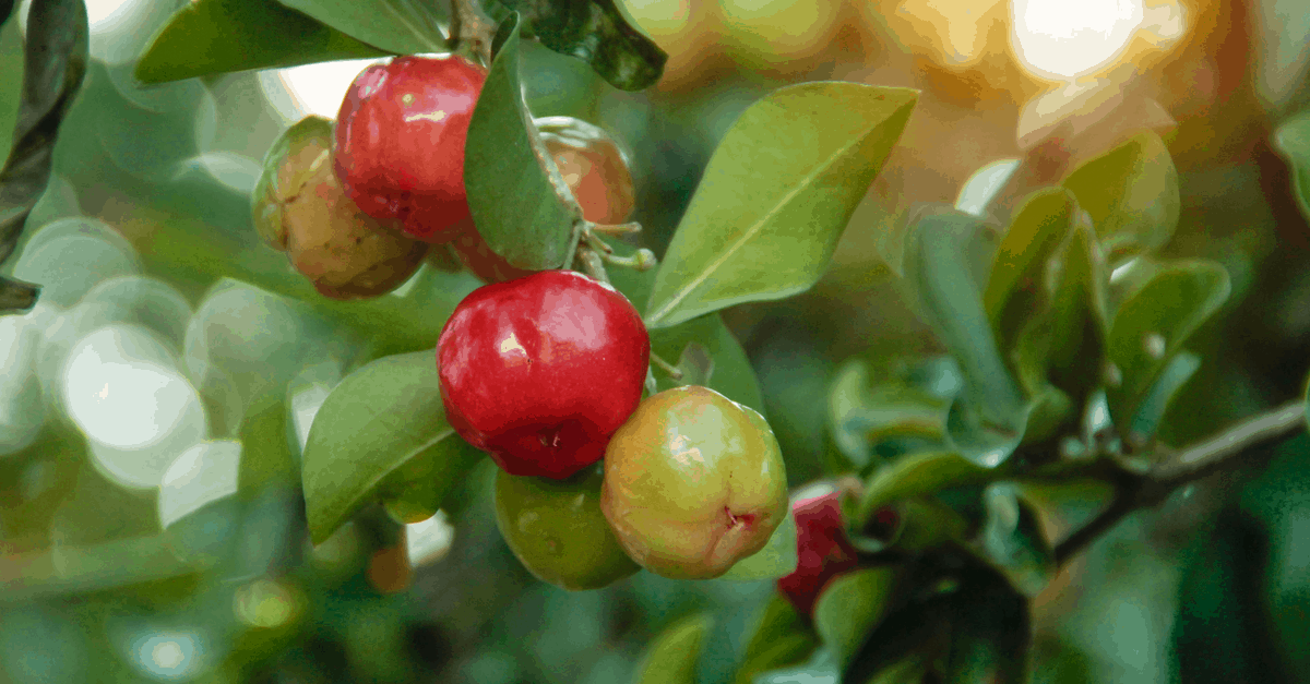 Acerola: How to Plant, Grow, and Harvest - Trim That Weed