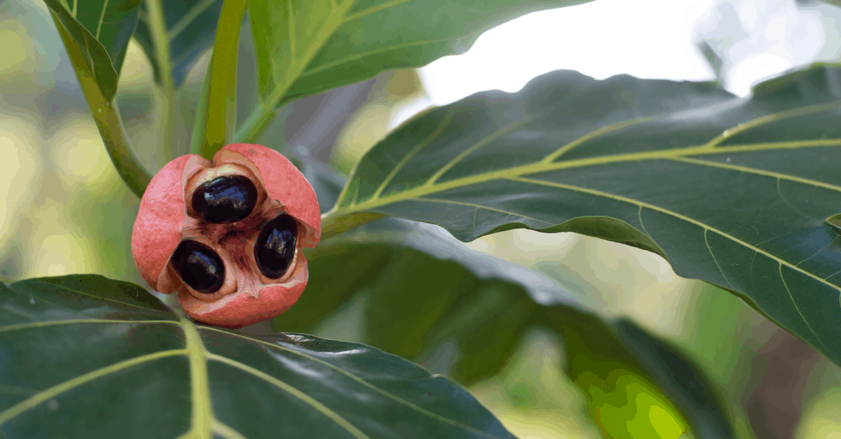 Ackee: How to Plant, Grow, and Harvest - Trim That Weed