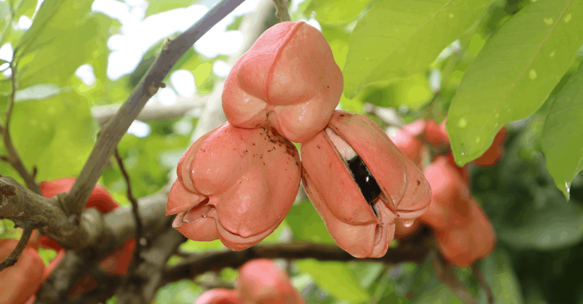 Ackee: How to Plant, Grow, and Harvest - Trim That Weed