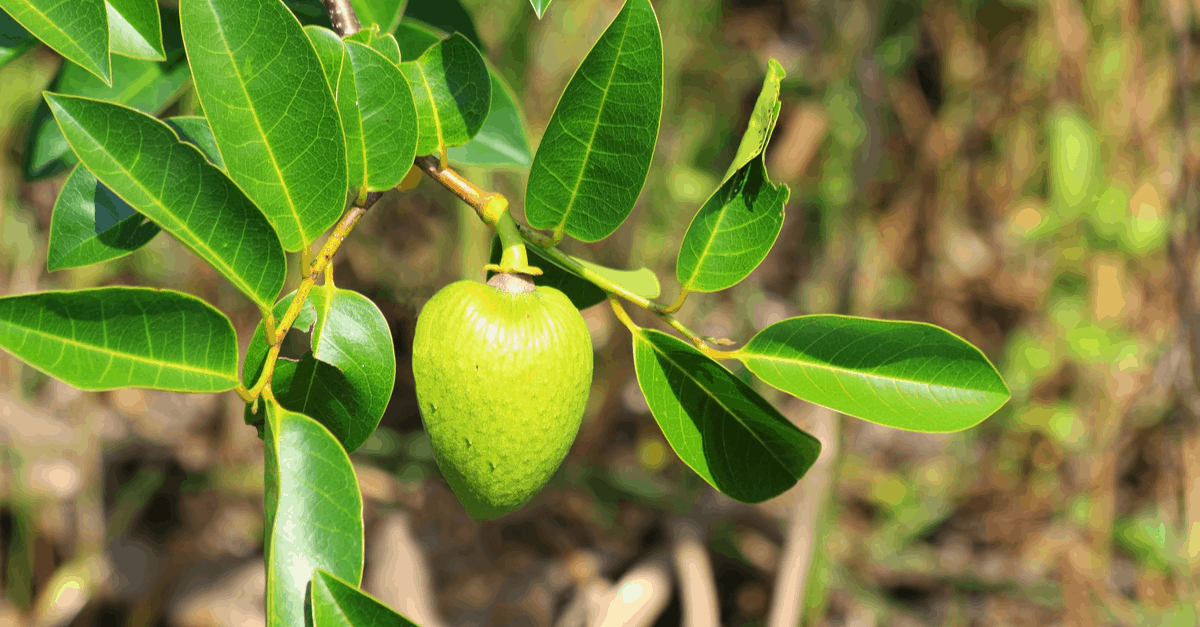 Alligator Apple: How to Plant, Grow, and Harvest - Trim That Weed
