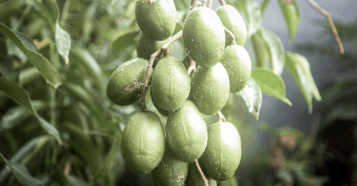 Ambarella: How to Plant, Grow, and Harvest - Trim That Weed