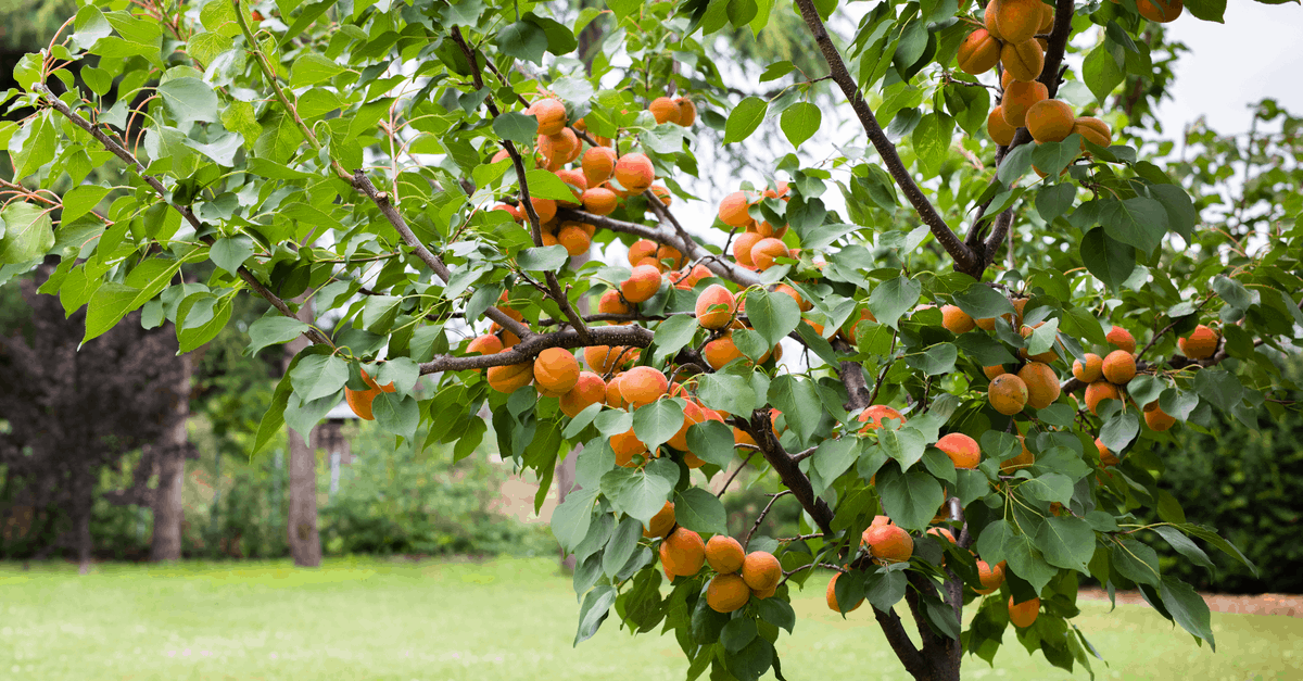 Apricot: How to Plant, Grow, and Harvest - Trim That Weed