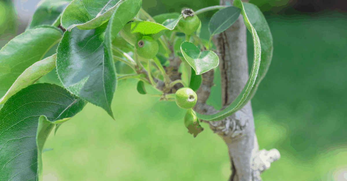 Asian Pear: How to Plant, Grow, and Harvest - Trim That Weed