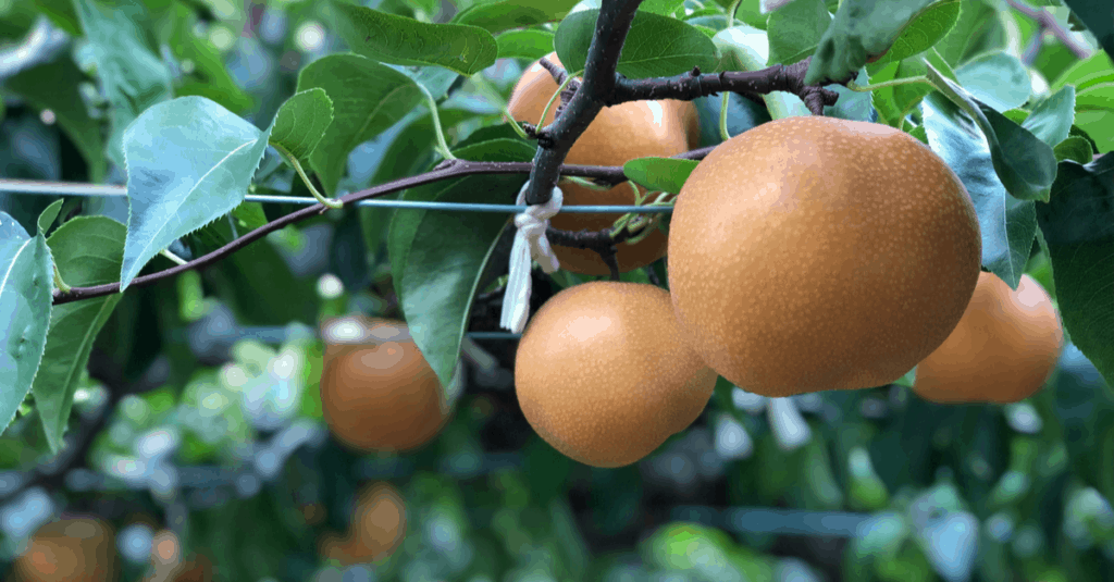 Asian Pear: How to Plant, Grow, and Harvest - Trim That Weed