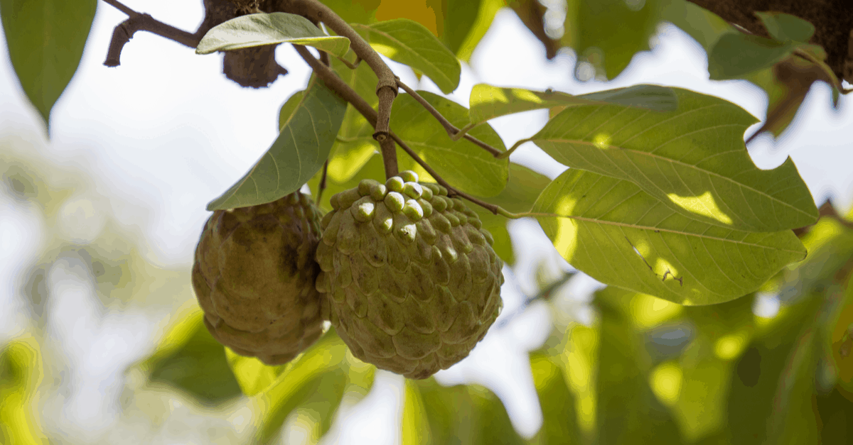 Atemoya: How to Plant, Grow, and Harvest - Trim That Weed