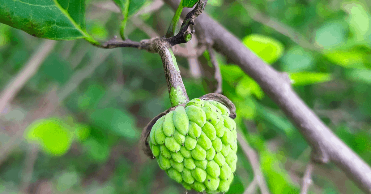 Atemoya: How to Plant, Grow, and Harvest - Trim That Weed