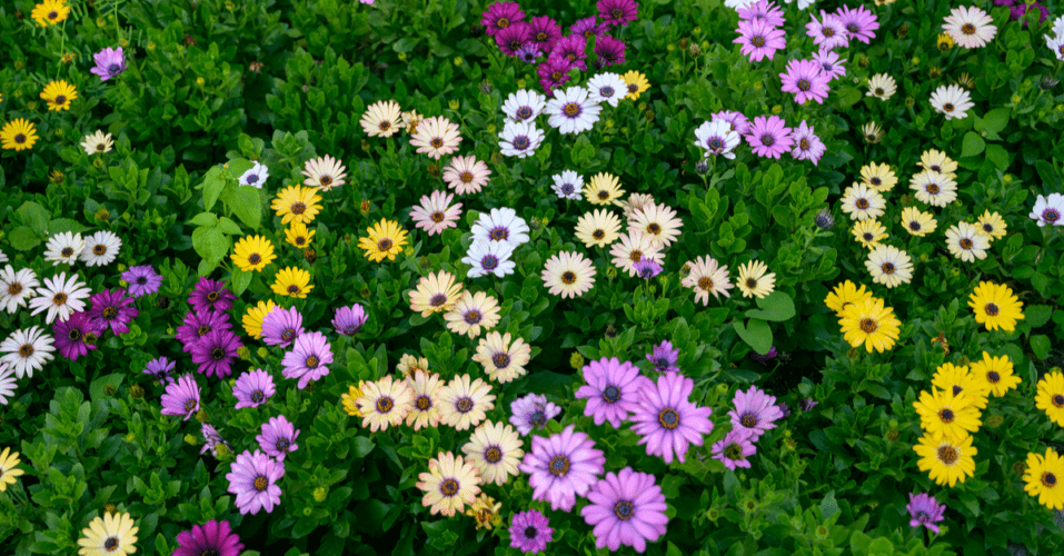 Flowers That Start With The Letter O - Trim That Weed