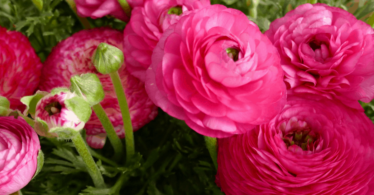 Flowers That Start With The Letter R - Trim That Weed