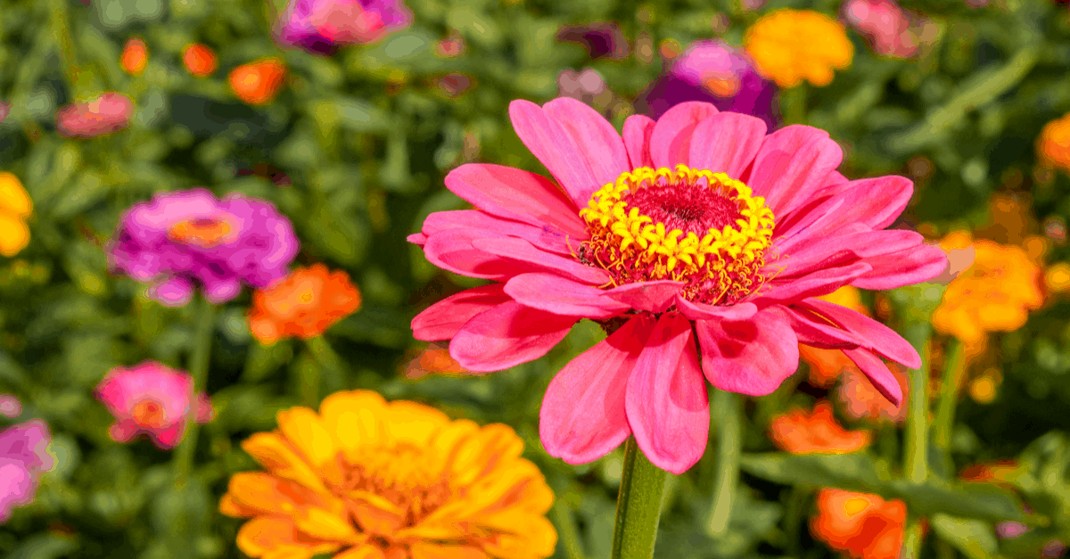 Flowers That Start With The Letter Z - Trim That Weed