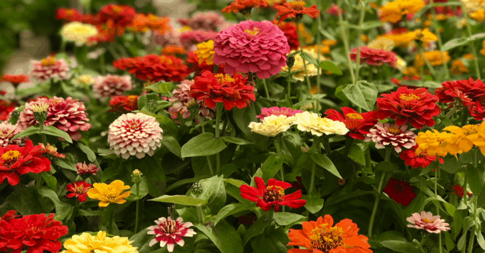 Flowers That Start With The Letter Z - Trim That Weed
