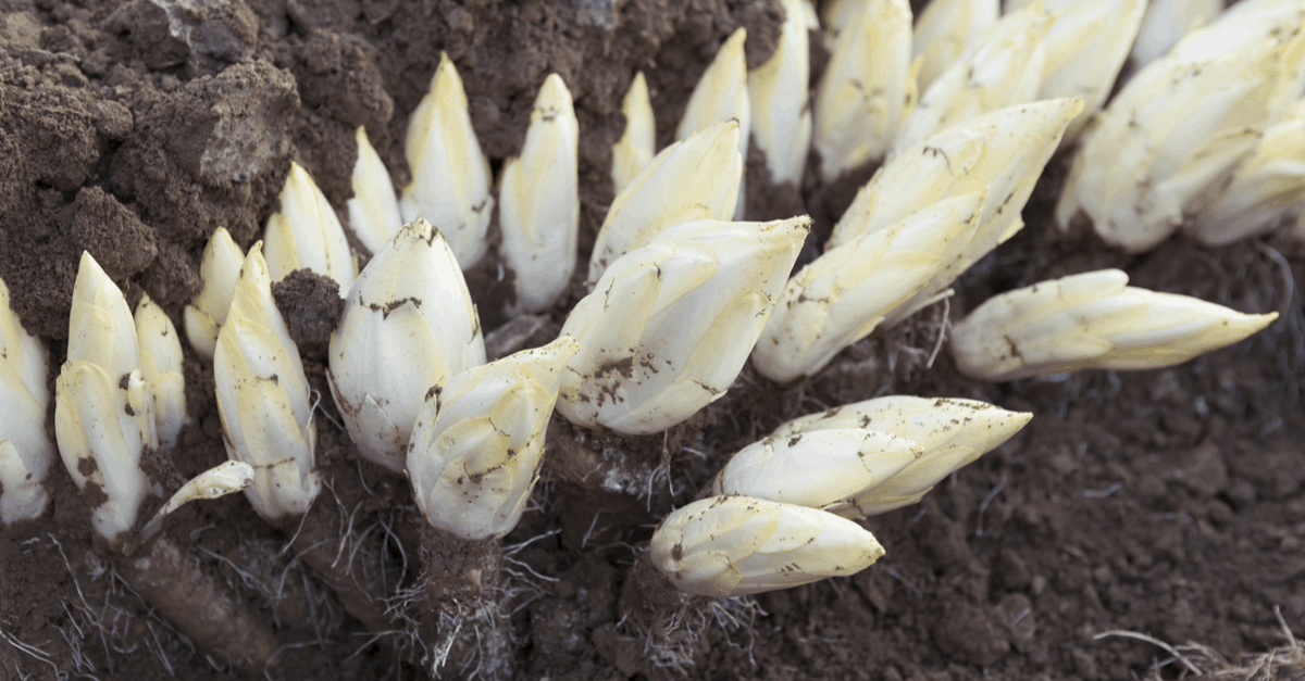 Belgian Endive: How to Plant, Grow, and Harvest - Trim That Weed