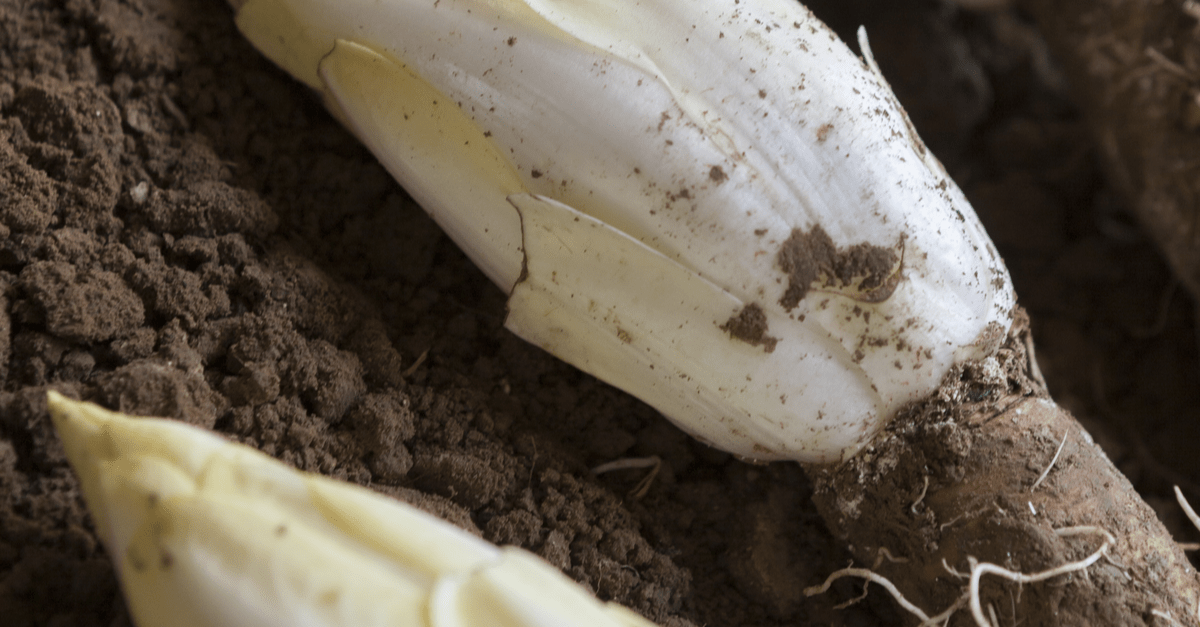 Belgian Endive: How to Plant, Grow, and Harvest - Trim That Weed