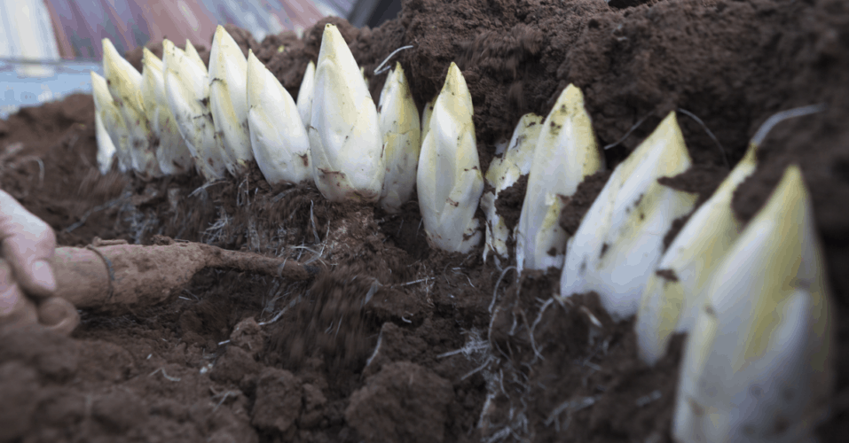 Belgian Endive: How to Plant, Grow, and Harvest - Trim That Weed