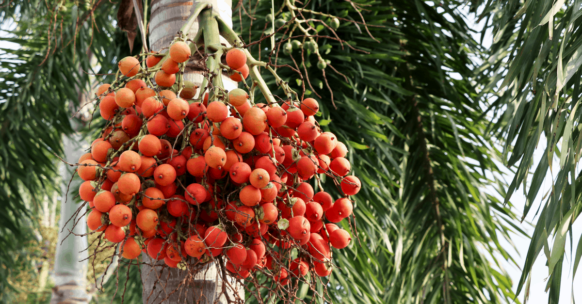 Betel Nut: How to Plant, Grow, and Harvest - Trim That Weed