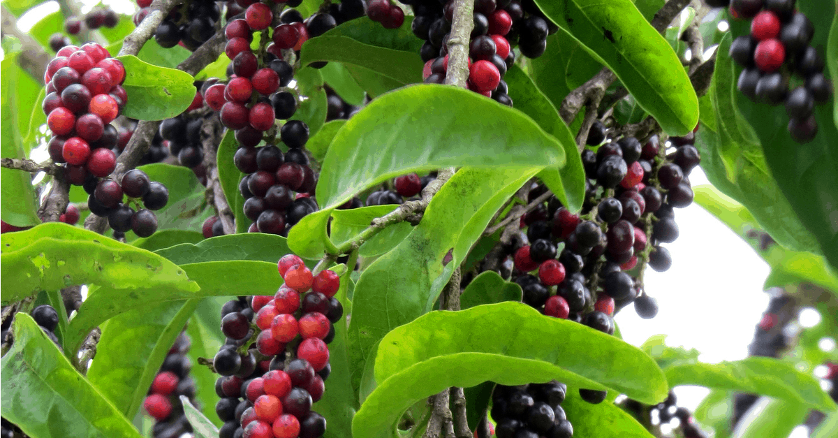 Bignay: How to Plant, Grow, and Harvest - Trim That Weed