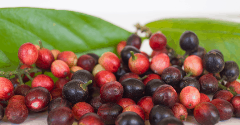 Bignay: How to Plant, Grow, and Harvest - Trim That Weed