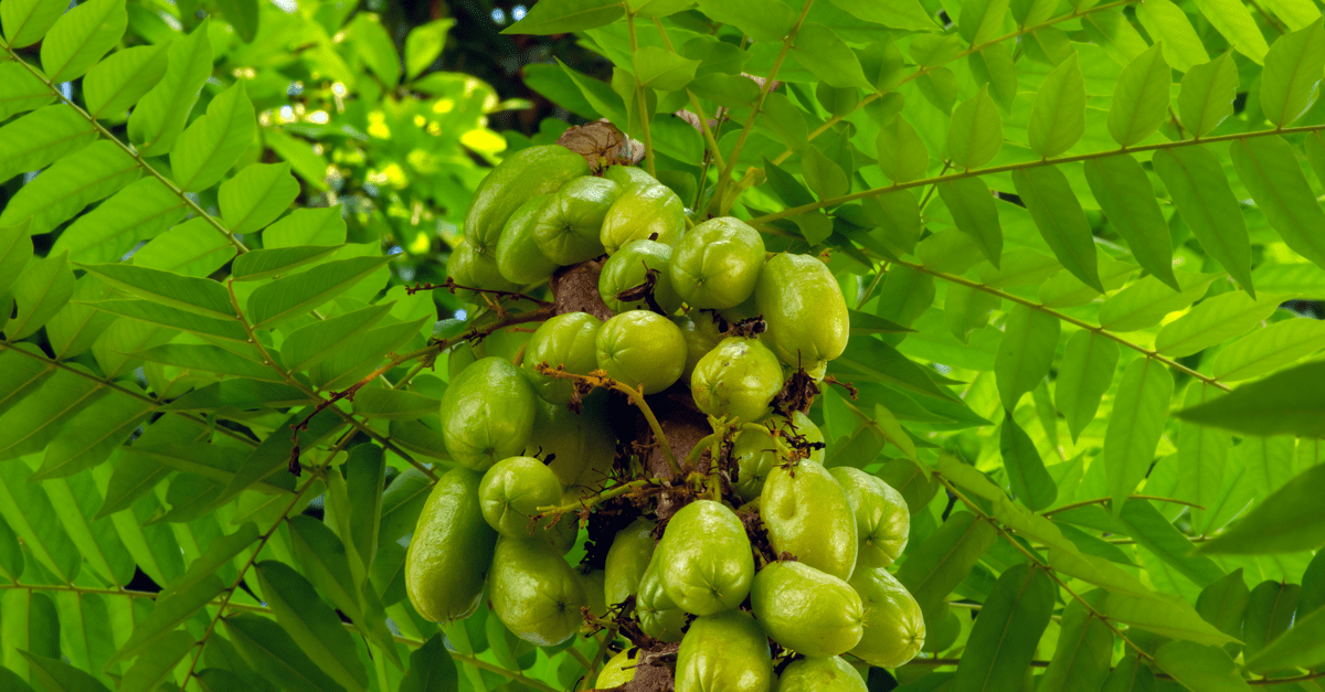 Bilimbi: How to Plant, Grow, and Harvest - Trim That Weed