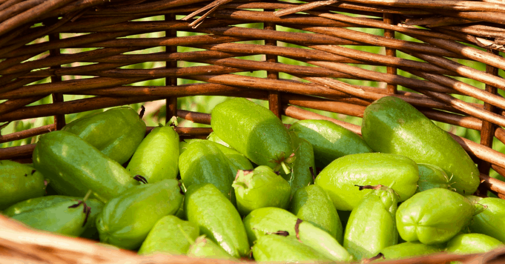 Bilimbi: How to Plant, Grow, and Harvest - Trim That Weed