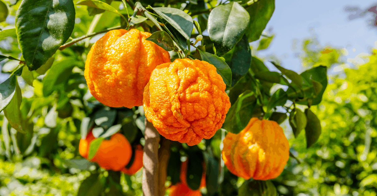 Bitter Orange: How to Plant, Grow, and Harvest - Trim That Weed