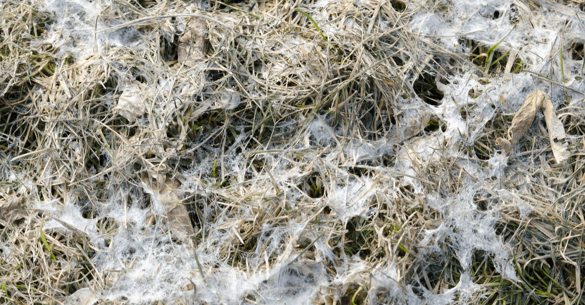 How to Remove Snow Mold From Lawn - Trim That Weed