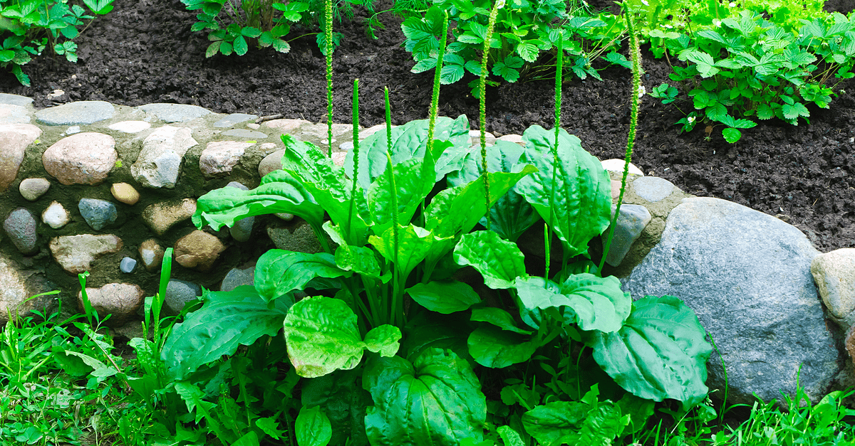 How to get rid of Broadleaf Plantain and Prevent It Spreading - Trim ...