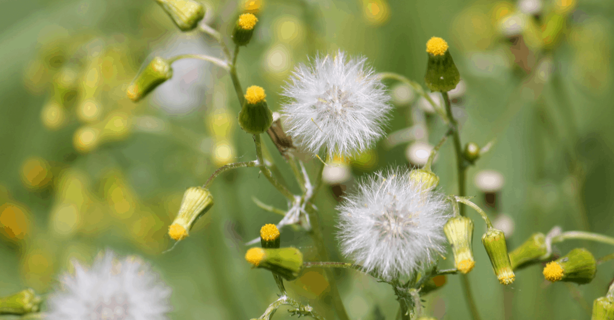 How to Get Rid of Common Groundsel and Prevent Them Sprouting - Trim ...