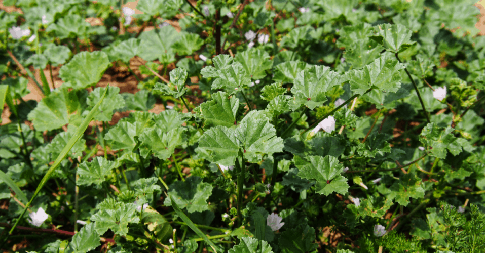How to Get Rid of Common Mallow and Prevent Growth - Trim That Weed