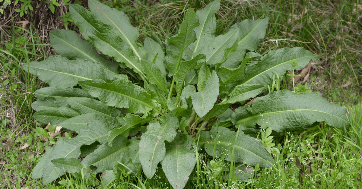 How to Prevent and Control Curly Dock - Trim That Weed