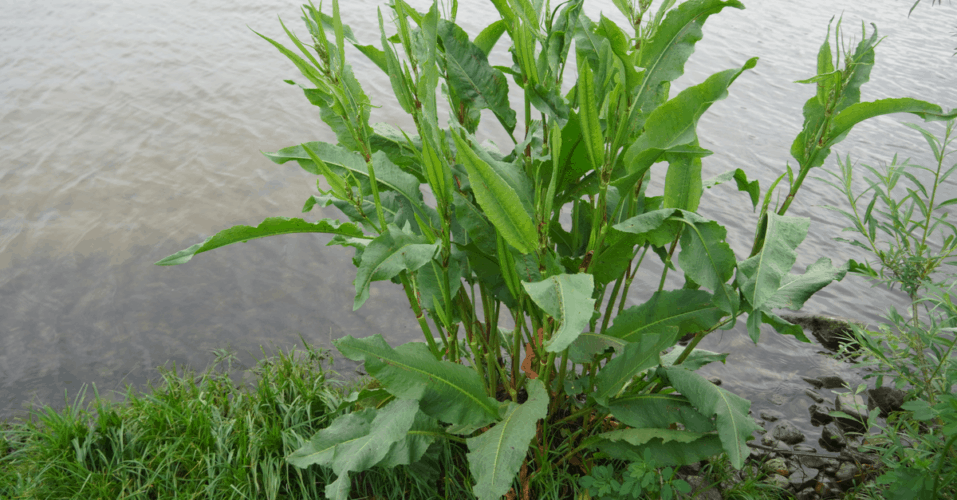 How to Prevent and Control Curly Dock - Trim That Weed
